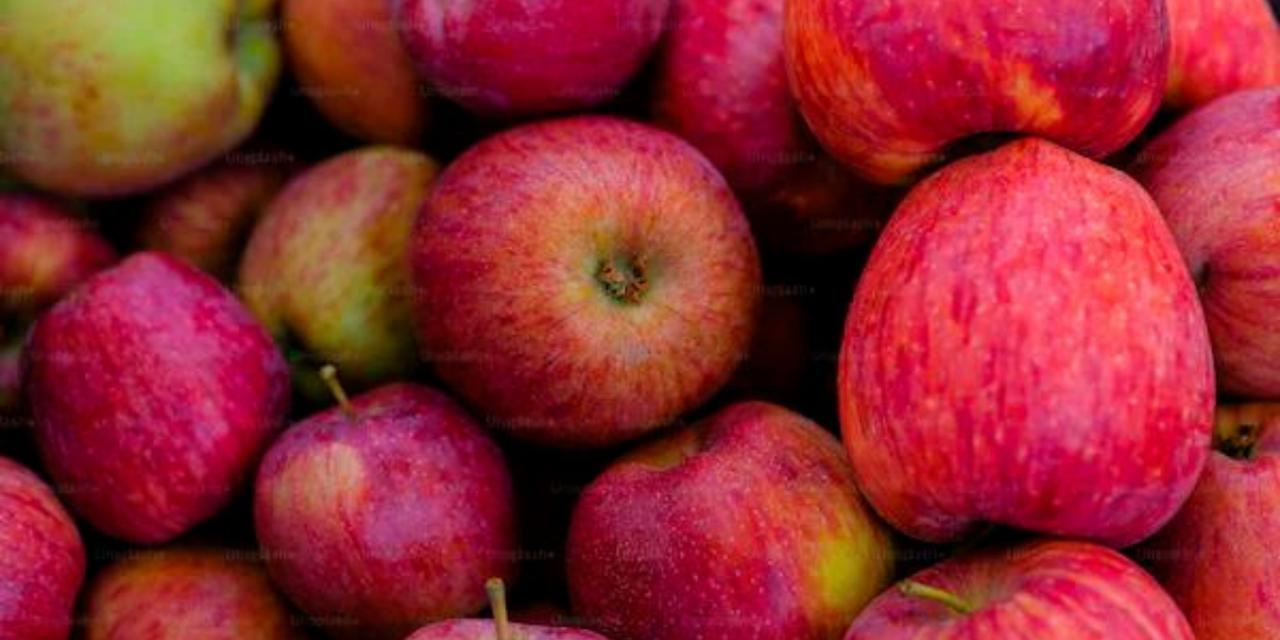 La pomme : le fruit d’automne | Canal Académies